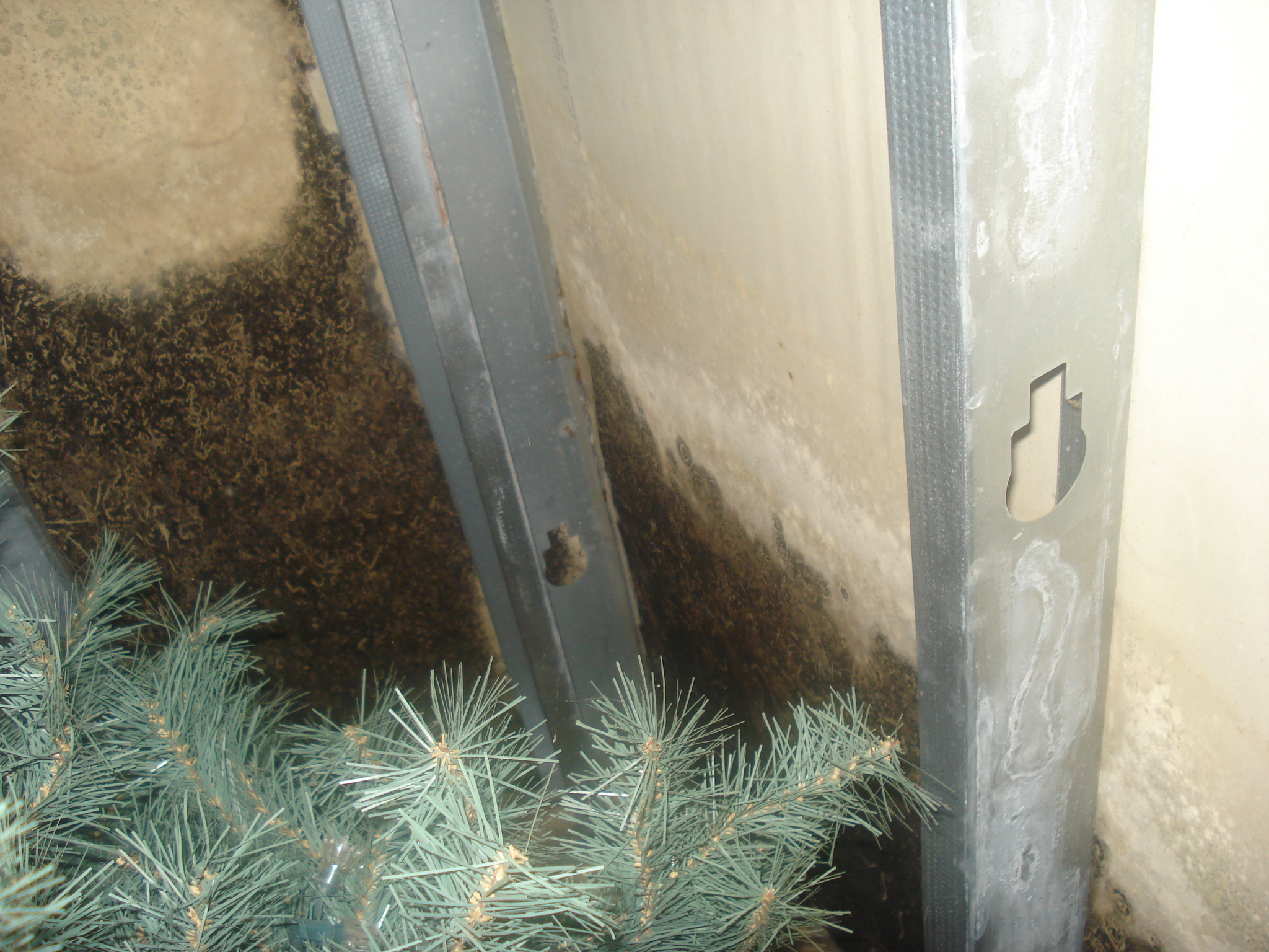 The Value of Mold Testing | Healthy Indoor Air Quality